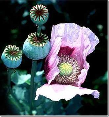 The Generalist: INSIDE DOPE: THE SECRETS OF THE OPIUM POPPY